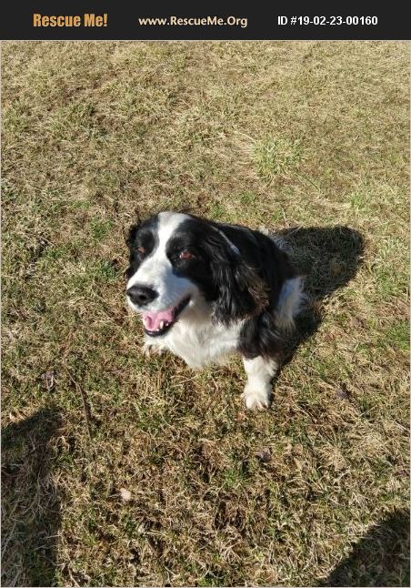 ADOPT 19022300160 ~ English Springer Spaniel Rescue ~ Joplin, MO