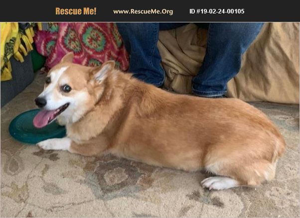 ADOPT 19022400105 ~ Corgi Rescue ~ Torrance, CA