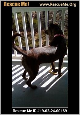 - North Carolina Pit Bull Rescue - ADOPTIONS - Rescue Me!