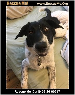 - Utah Dog Rescue - ADOPTIONS - Rescue Me!