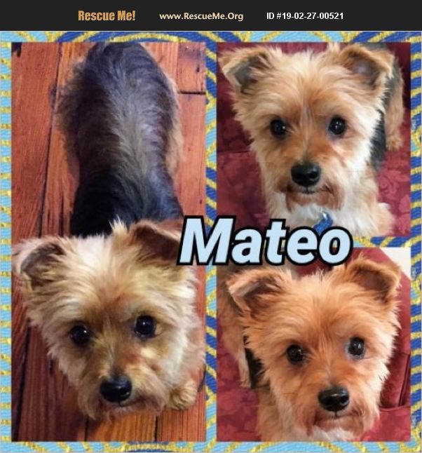 ADOPT 19022700521 ~ Yorkie Rescue ~ Houston, TX