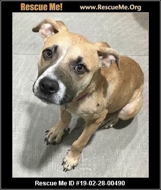 - Connecticut Boxer Rescue - ADOPTIONS - Rescue Me!