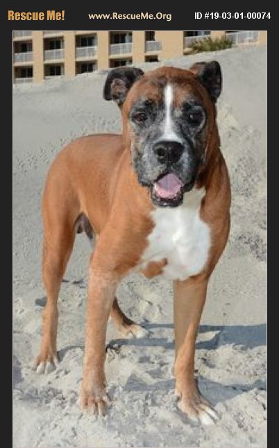 ADOPT 19030100074 ~ Boxer Rescue ~ Tallahassee, FL