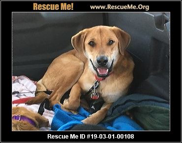 - Michigan Dog Rescue - ADOPTIONS - Rescue Me!