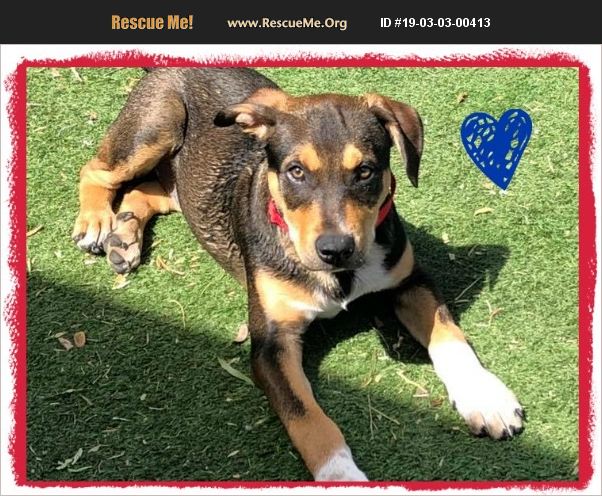 ADOPT 19030300413 ~ Greater Swiss Mountain Dog Rescue ~ Phoenix, AZ