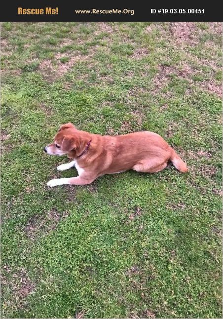 ADOPT 19030500451 ~ Corgi Rescue ~ tempe, AZ