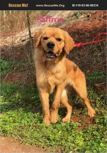 ADOPT 19030600334 ~ Golden Retriever Rescue ~ Grovertown, IN