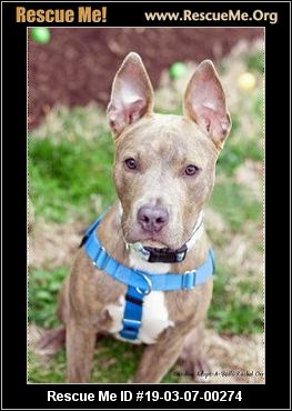 - North Carolina Pit Bull Rescue - ADOPTIONS - Rescue Me!