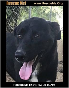 - Connecticut Lab Rescue - ADOPTIONS - Rescue Me!