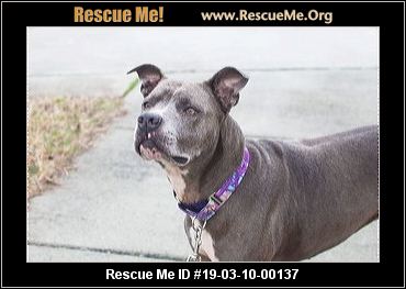 - North Carolina Pit Bull Rescue - ADOPTIONS - Rescue Me!
