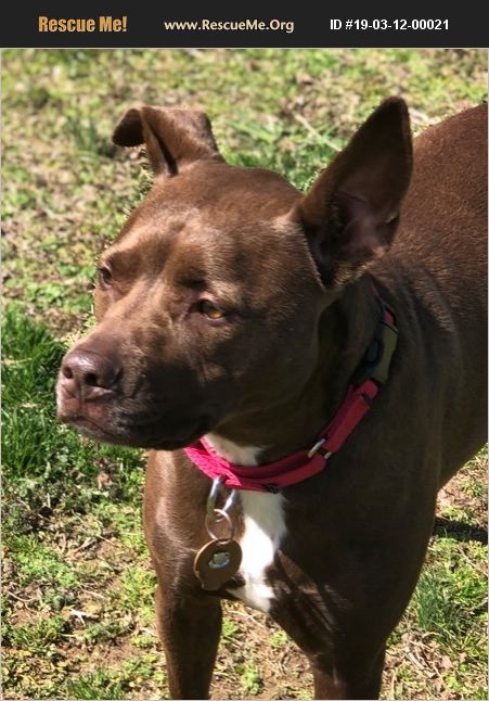 ADOPT 19031200021 ~ Pit Bull Rescue ~ Burlington, NC