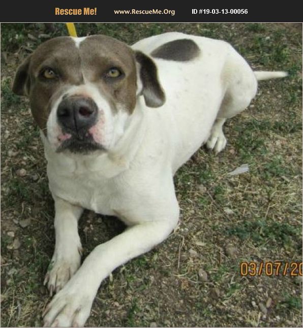 ADOPT 19031300056 ~ Great Dane Rescue ~ Colorado Springs, CO