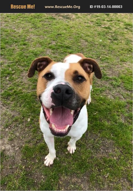 ADOPT 19031400003 ~ Pit Bull Rescue ~ California