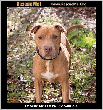 - North Carolina Pit Bull Rescue - ADOPTIONS - Rescue Me!
