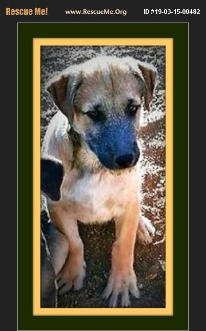 ADOPT 19031500482 ~ Airedale Rescue ~ Rancho Cucamonga, CA