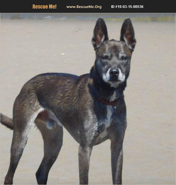 ADOPT 19031500536 ~ Australian Kelpie Rescue ~ Tillamook, OR