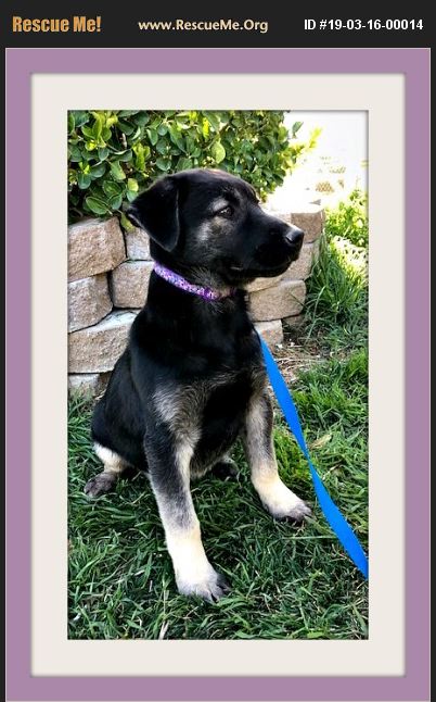 ADOPT 19031600014 ~ Airedale Rescue ~ Rancho Cucamonga, CA