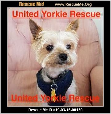 - Florida Yorkie Rescue - ADOPTIONS - Rescue Me!