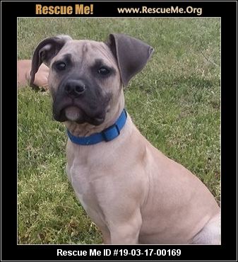 - North Carolina Pit Bull Rescue - ADOPTIONS - Rescue Me!