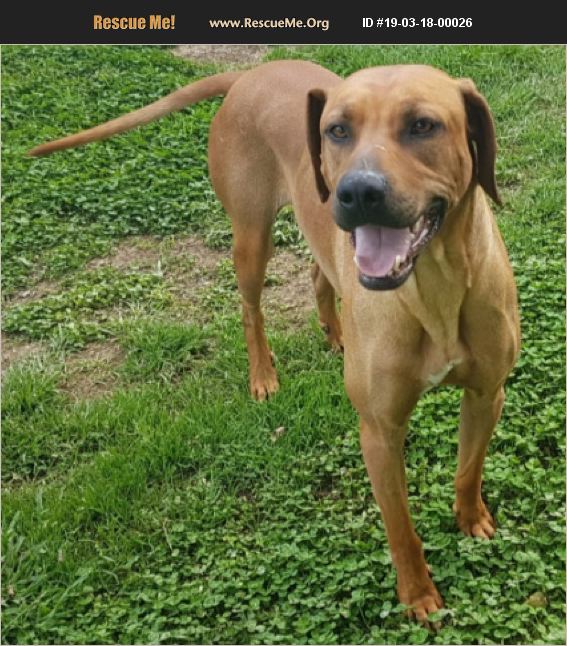 ADOPT 19031800026 ~ Rhodesian Ridgeback Rescue ~ Johannesburg, Gauteng ...