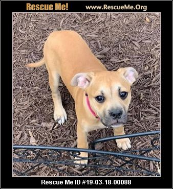 - North Carolina Pit Bull Rescue - ADOPTIONS - Rescue Me!