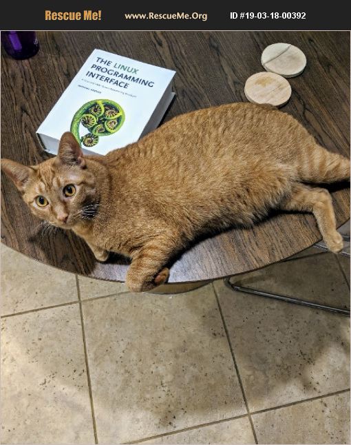 ADOPT 19031800392 ~ Manx Rescue ~ Fort Worth, TX