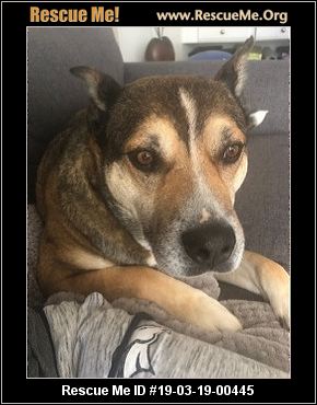 - Colorado German Shepherd Rescue - ADOPTIONS - Rescue Me!