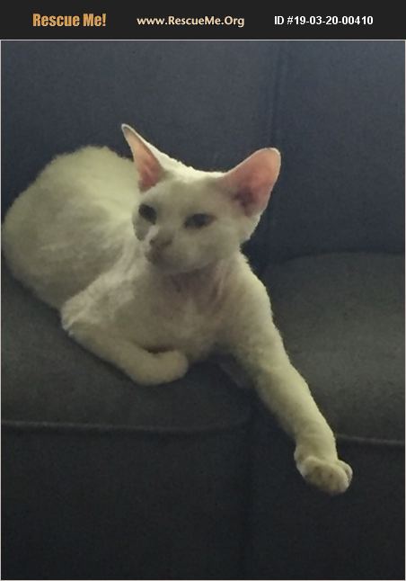 ADOPT 19032000410 ~ Devon Rex Rescue ~ Stuart, FL