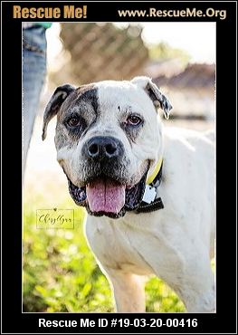 - California American Bulldog Rescue - ADOPTIONS - Rescue Me!
