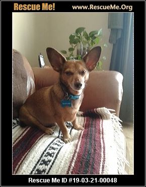 - Arizona Dachshund Rescue - ADOPTIONS - Rescue Me!