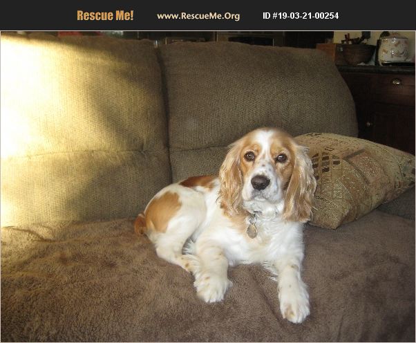 ADOPT 19032100254 ~ English Cocker Spaniel Rescue ~ Hollister, CA
