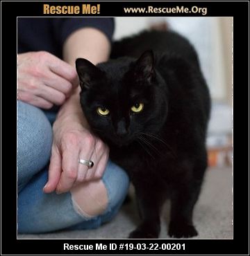 - Massachusetts Cat Rescue - ADOPTIONS - Rescue Me!