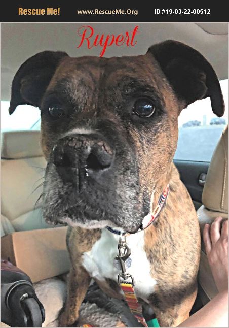 ADOPT 19032200512 ~ Boxer Rescue ~ Cushing, OK