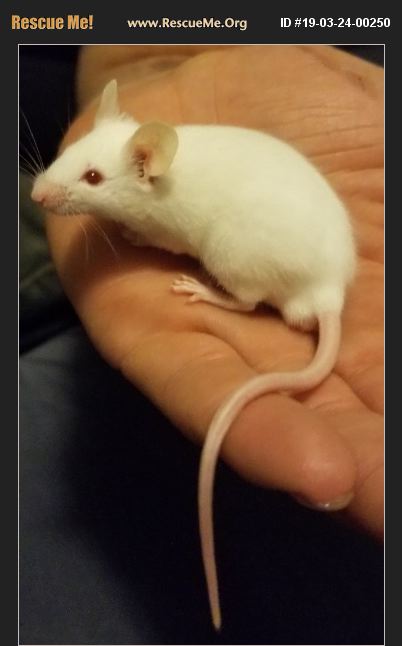 ADOPT 19032400250 ~ Small Mammal Rescue ~ Burkesville, KY