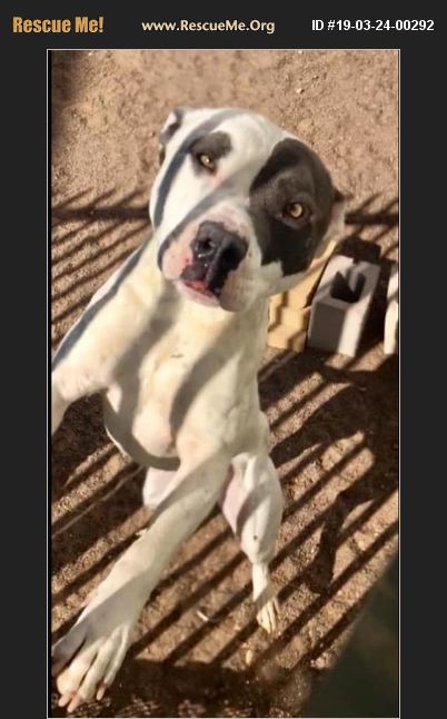 ADOPT 19032400292 ~ Pit Bull Rescue ~ Colorado Springs, CO