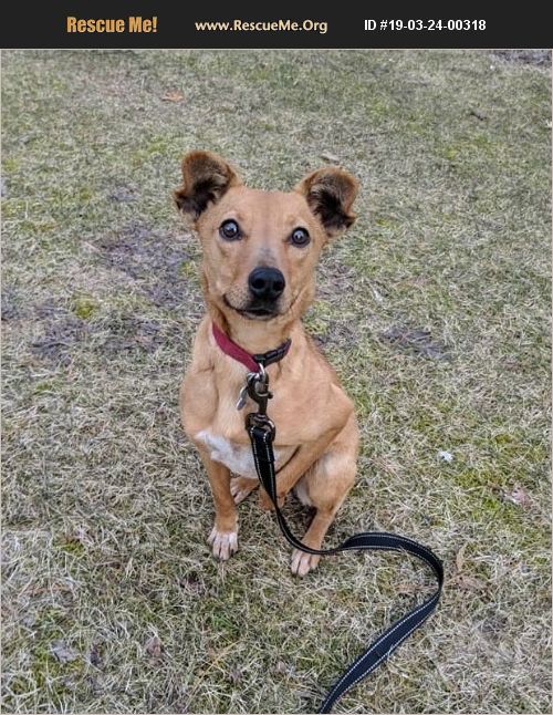 ADOPT 19032400318 ~ Miniature Pinscher Rescue ~ Coldwater, MI