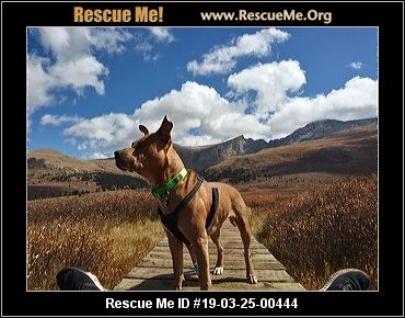 - Colorado Pit Bull Rescue - ADOPTIONS - Rescue Me!