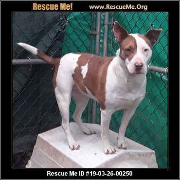 - North Carolina Pit Bull Rescue - ADOPTIONS - Rescue Me!