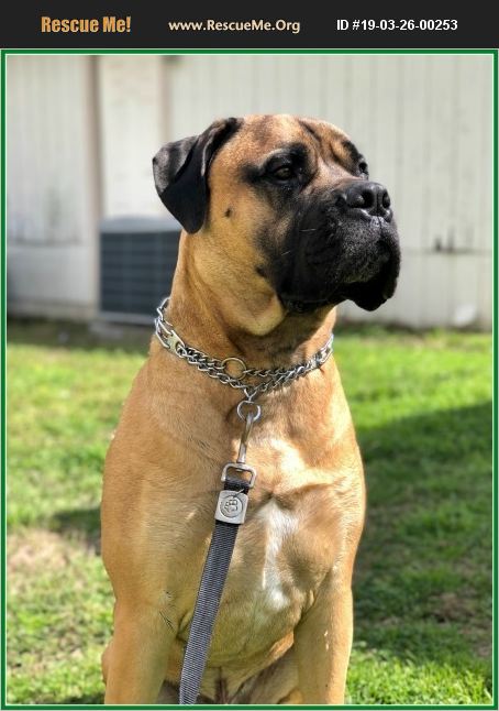 ADOPT 19032600253 ~ Bullmastiff Rescue ~ Austin, TX