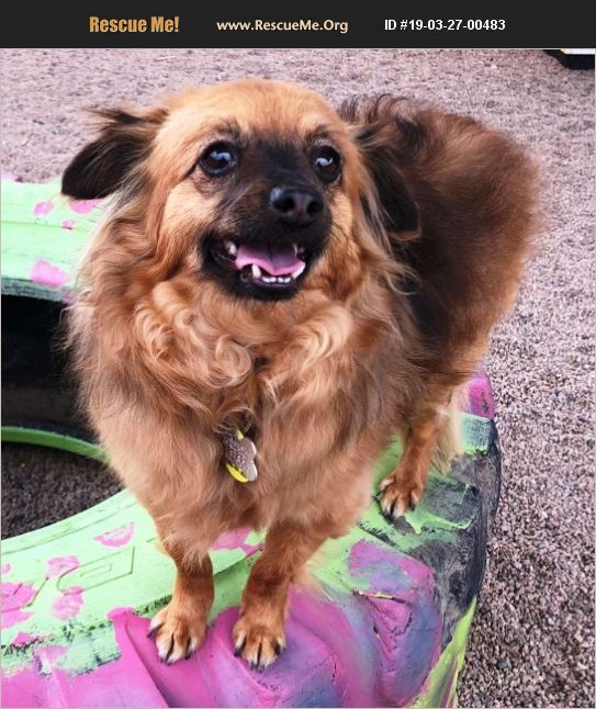 ADOPT 19032700483 ~ Pomeranian Rescue ~ Phoenix, AZ