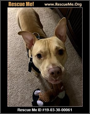 - North Carolina Pit Bull Rescue - ADOPTIONS - Rescue Me!