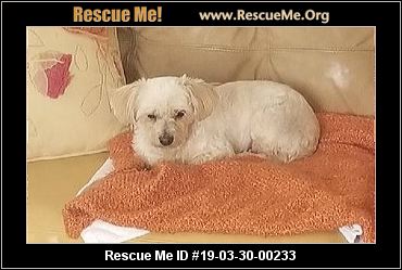 - New Jersey Maltese Rescue - ADOPTIONS - Rescue Me!