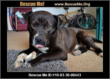 - Colorado Border Collie Rescue - ADOPTIONS - Rescue Me!