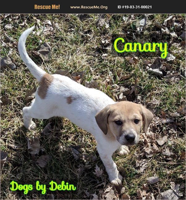 ADOPT 19033100021 ~ German Shorthaired Pointer Rescue ~ Kansas City, MO