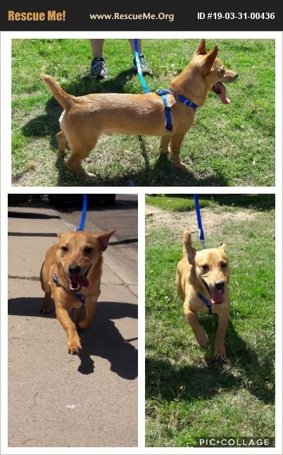 ADOPT 19033100436 ~ Corgi Rescue ~ Phoenix, AZ