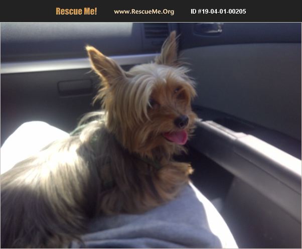 ADOPT 19040100205 ~ Yorkie Rescue ~ Pleasanton, CA