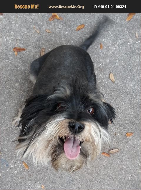 ADOPT 19040100324 ~ Lhasa Apso Rescue ~ mims, FL