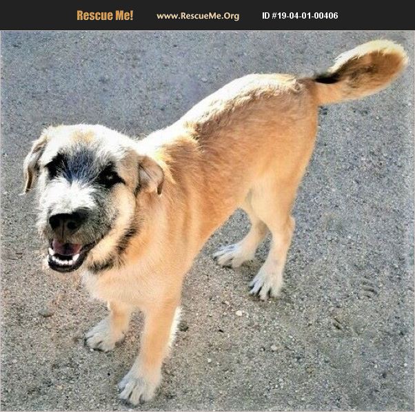 ADOPT 19040100406 ~ Airedale Rescue ~ Rancho Cucamonga, CA