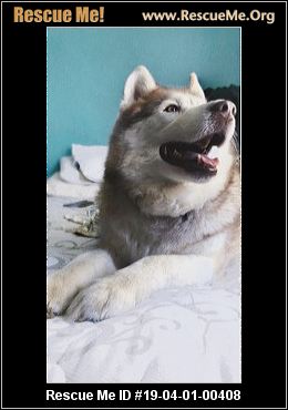 - Ohio Siberian Husky Rescue - ADOPTIONS - Rescue Me!
