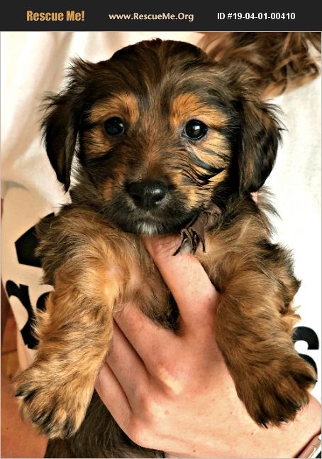 ADOPT 19040100410 ~ Corgi Rescue ~ Boulder, CO